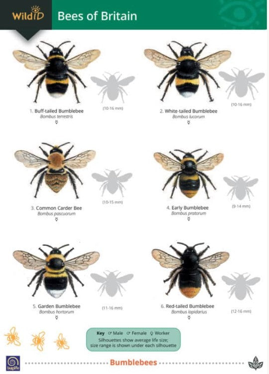 Wild ID Bees of Britain – Kent Wildlife Trust